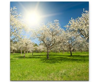 Paul Sinus Art Leinwandbilder | Bilder Leinwand 60x60cm Apfelbaumplantage im Frühling