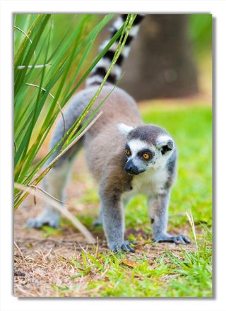 Wallario selbstklebendes Poster - Katta auf Entdeckungstour, Aufkleber in Premiumqualit&auml;t, Klebefolie Gr&ouml;&szlig;e: 70 x 100 cm (Riesenposter)