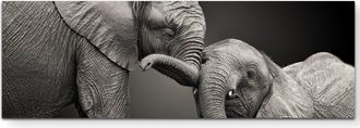 Paul Sinus Art Leinwandbilder | Bilder Leinwand 120x40cm Elefantenpaar