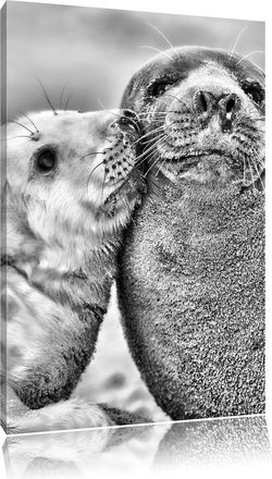 Pixxprint Schmusende Robben, Größe: 80x60cm, Leinwandbild, fertig gespannt, Wandbild, Dekoration, Kunstdruck, kein Poster