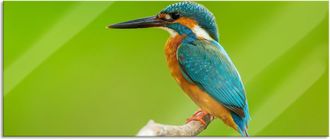 Pixxprint Glasbild Panorama, Wandbild aus Echtglas, Kleiner Eisvogel, 100x40 cm, inkl. Aufhängung und Abstandshalter