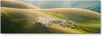 Paul Sinus Art Leinwandbilder | Bilder Leinwand 120x40cm Schafe auf einem H&uuml;gel in der Toskana