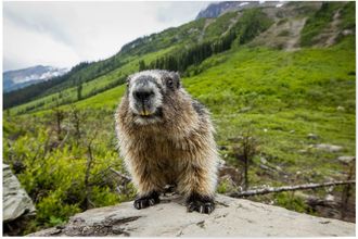 artboxONE Poster 30x20 cm Natur Murmeltier - Bild murmeltier marmota flaviventris murmeltier