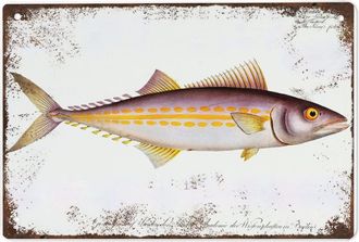 Generic Blechschild, Motiv: Makrele, Antik-Lithographie, Vintage-Stil, Wanddekoration, Geschenk f&uuml;r Mutter, Vater, Freunde, 14 x 20 cm