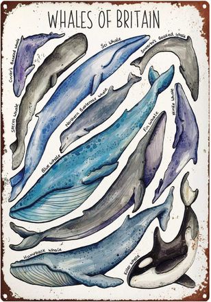 Generic Metallschild Wale Von Gro&szlig;britannien Blechschild Retro Dekoration F&uuml;r Club Schlafzimmer Garage B&uuml;ro S