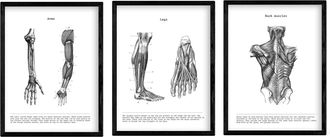 Nacnic Anatomie Poster 3er-Set. Vintage Stil Wanddekoration Abbildung von Arm Zurück Bein und andere Körperteile. Verschiedene menschliche Körper und Anatomi