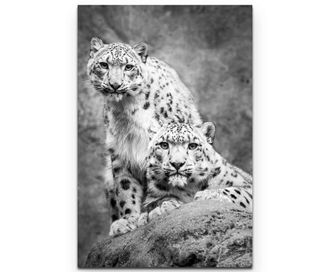 Paul Sinus Art Leinwandbilder | Bilder Leinwand 90x60cm zwei Schneeleoparden schwarzweiß