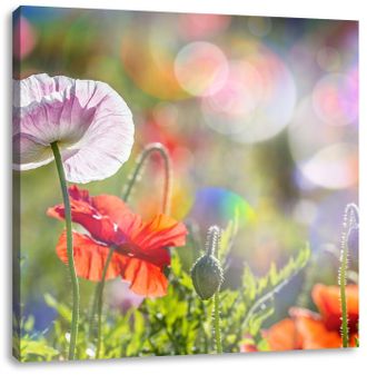 Pixxprint Kalifornischer Mohn im Fr&uuml;hling, Gr&ouml;&szlig;e: 70x70, Leinwandbild Quadratisch, Wandbild, Kunstdruck, fertig bespannt