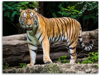 Wallario Glasunterlage/Schneidebrett aus Glas, Blick des Tigers, Gr&ouml;&szlig;e 30 x 40 cm, Kratzfest, aus Sicherheitsglas