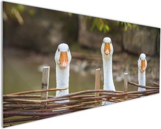 Wallario K&uuml;chenr&uuml;ckwand aus Glas 125 x 50 cm, Motiv: Neugierige G&auml;nse am Zaun | Spritzschutz abwischbar & pflegeleicht