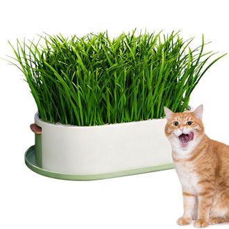Generic Hydroponics Katze Grass Box - Pflanzbeh&auml;lter Sicheres Material Robuste Konstruktion, Leicht gez&uuml;chtetes K&auml;tzchennackgras, Kompaktes Desktop-Set Innen 