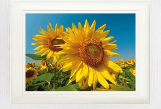 1art1 Blumen Poster Sonnenblumen-Feld Gerahmtes Bild Mit Edlem Passepartout | Wand-Bilder | Im Bilderrahmen 40x30 cm