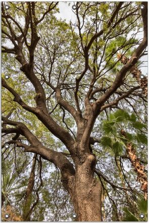 Wallario Outdoor-Poster f&uuml;r Garten oder Balkon Weit verzweigter Baum mit Palmen - Ansicht aus der Froschperspektive, Motivbanner Gr&ouml;&szlig;e: ca. 80 x 120 cm, Outdoo