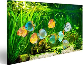 Islandburner Bild auf Leinwand Symphysodon Diskus in einem Aquarium auf gr&uuml;nem Hintergrund Bilder Drucke Wandbilder Wanddekoration