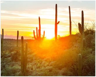 Wallario Poster - Sonnenaufgang in der W&uuml;ste in Premiumqualit&auml;t, Gr&ouml;&szlig;e: 40 x 50 cm