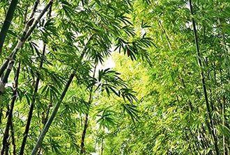 Scenolia BAMBOUS MOSO 4x2,70m Deko XXL Wandbild Wandbild Wandbild - HD