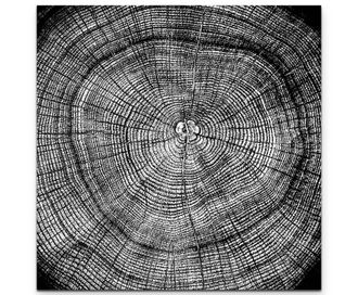 Paul Sinus Art Baumstumpf mit Jahresringen Leinwandbild quadratisch 90x90cm