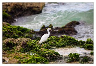 Wallario selbstklebendes Poster - Reiher an der K&uuml;ste, Aufkleber in Premiumqualit&auml;t, Klebefolie Gr&ouml;&szlig;e: 61 x 91,5 cm (Maxiposter)