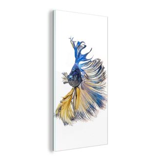 MuchoWow Glasbild Glasfoto Wandbild Bilder Deko 60x120 cm Fisch - Schwanz - Blau