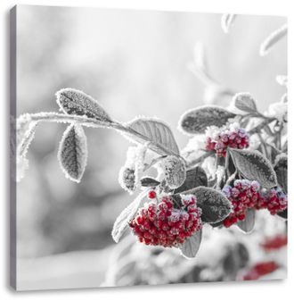 Pixxprint Vogelbeeren im frostigen Winter, Größe: 60x60 cm, Leinwandbild Quadratisch, Wandbild, Kunstdruck, fertig bespannt