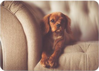 Fabulous Tischset, weich, Unterseite aus Kork, Platzdeckchen, Cavalier King Charles Relax Chill, niedlicher Hund, groß, 39,5 x 28,5 cm