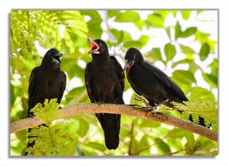 Wallario selbstklebendes Poster - Kr&auml;hen im Gespr&auml;ch, Aufkleber in Premiumqualit&auml;t, Klebefolie Gr&ouml;&szlig;e: 70 x 100 cm (Riesenposter)