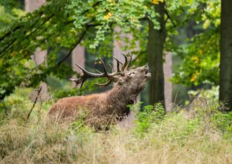 Calvendo Poster 84,1 x 59,4 cm Querformat R&ouml;hrender Hirsch im Buchenwald| Bilder, Kunstdruck, Wandbild, Wanddeko, Prints ohne Rahmen