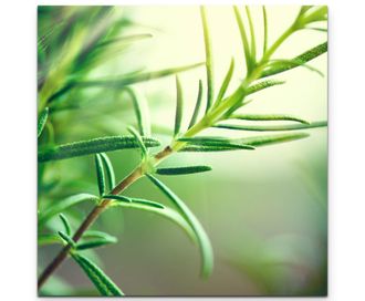 Paul Sinus Art Leinwandbilder | Bilder Leinwand 90x90cm Rosmarin - Nahaufnahme