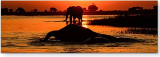 Paul Sinus Art Leinwandbilder | Bilder Leinwand 120x40cm Elefanten im Sonnenuntergang