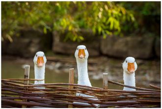 Wallario K&uuml;chenr&uuml;ckwand aus Glas 90 x 60 cm, Motiv: Neugierige G&auml;nse am Zaun | Spritzschutz abwischbar & pflegeleicht