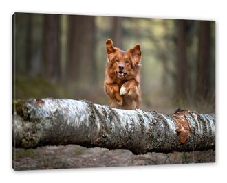 Pixxprint Hund springt über Baumstamm im Wald, Größe: 100x70cm, Leinwandbild, fertig gespannt, Wandbild, Dekoration, Kunstdruck, kein Poster