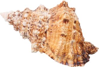 UPKOCH Muschelvase Für Blumenarrangement Natürliche Conch-blumenvase Großes Pflanzgefäß Aus Muschelmaterial Für Schreibtisch Und Regaldekoration DIY-muschelh