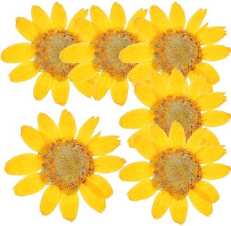 Cabilock Getrocknete G&auml;nsebl&uuml;mchen 24 St&uuml;ck Gepresste Blumen f&uuml;r Selbstgemacht Bastelarbeiten Scrapbooking Handyh&uuml;llen Lesezeichen Naturbl&uuml;ten