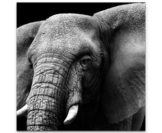 Paul Sinus Art Leinwandbilder | Bilder Leinwand 60x60cm Portrait eines Elefanten schwarzweiß