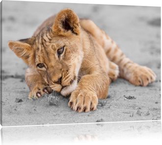 Pixxprint süßes Löwenbaby spielt B&W, Größe: 60x40cm, Leinwandbild, fertig gespannt, Wandbild, Dekoration, Kunstdruck, kein Poster