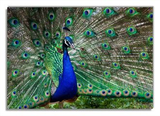 Wallario selbstklebendes Poster - Farbenpr&auml;chtiger Pfau, Aufkleber in Premiumqualit&auml;t, Klebefolie Gr&ouml;&szlig;e: 70 x 100 cm (Riesenposter)