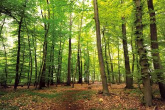 1art1 Wälder XXL Poster Wald Der Stille Plakat | Bild 120x80 cm