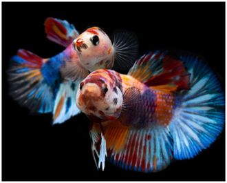 Wallario Poster - Tanz unter Wasser in Premiumqualit&auml;t, Gr&ouml;&szlig;e: 40 x 50 cm