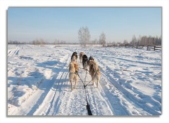 Wallario selbstklebendes Poster - Hundeschlitten im Schnee, Aufkleber in Premiumqualit&auml;t, Klebefolie Gr&ouml;&szlig;e: 70 x 100 cm (Riesenposter)