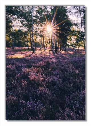 Wallario selbstklebendes Poster - Heide im Morgenlicht, Aufkleber in Premiumqualit&auml;t, Klebefolie Gr&ouml;&szlig;e: 70 x 100 cm (Riesenposter)