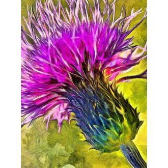 Wee Blue Coo Schottische Distelbl&uuml;te Wohnzimmer Ungerahmter Druck 30x40 cm