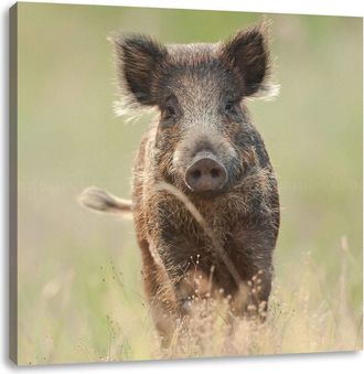Pixxprint Neugieriges Wildschwein auf einem Feld, Gr&ouml;&szlig;e: 40x40 cm, Leinwandbild Quadratisch, Wandbild, Kunstdruck, fertig bespannt