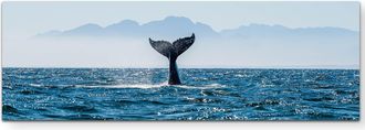 Paul Sinus Art Leinwandbilder | Bilder Leinwand 150x50cm Schwanzflosse Wal im Meer