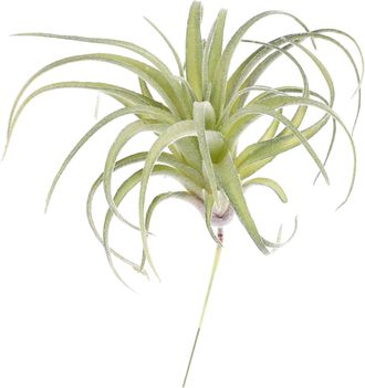 Cabilock Künstliche Bromelie Simulationspflanze Hängedekor Kunstpflanze Für Zuhause Büro Hochzeitsfeiern Foto Requisitenpflanze Dekorative Anordnung Liefert
