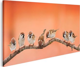 Islandburner Bild auf Leinwand Lustige V&ouml;gel Spatzen sitzen auf einem Zweig auf dem Panoramabild Bilder Wandbilder Poster