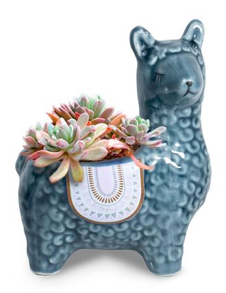 Dahlia S&uuml;&szlig;er Lama-Keramik-Sukkulenten-&Uuml;bertopf, Blumentopf, Bonsaischopf, Blaugrau