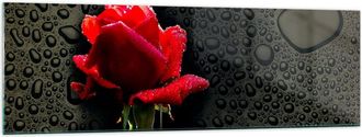Arttor Panorama Bilder auf Glas 160x50cm Glasbild Blume rote rose wasser tau Groß XXL Wanddeko Bild im Glas Schlafzimmer Küche Wandbilder Dekoration Wohnzimm