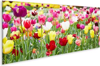 Islandburner Prime Bild auf Leinwand Blumen Frühling Tulpen Bunt Poster, Leinwandbild, Wandbilder
