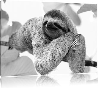 Pixxprint Faultier hängt von AST, Größe: 80x60cm, Leinwandbild, fertig gespannt, Wandbild, Dekoration, Kunstdruck, kein Poster