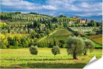Islandburner Poster Olivenb&auml;ume und Weinberge in einem kleinen Dorf in der Toskana Italien - Poster 90x60cm